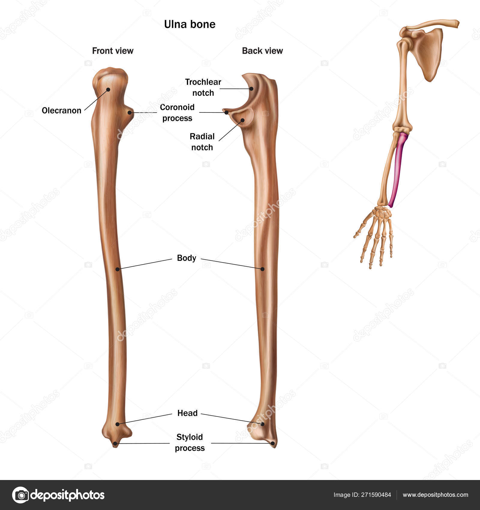 Neck Of Ulna