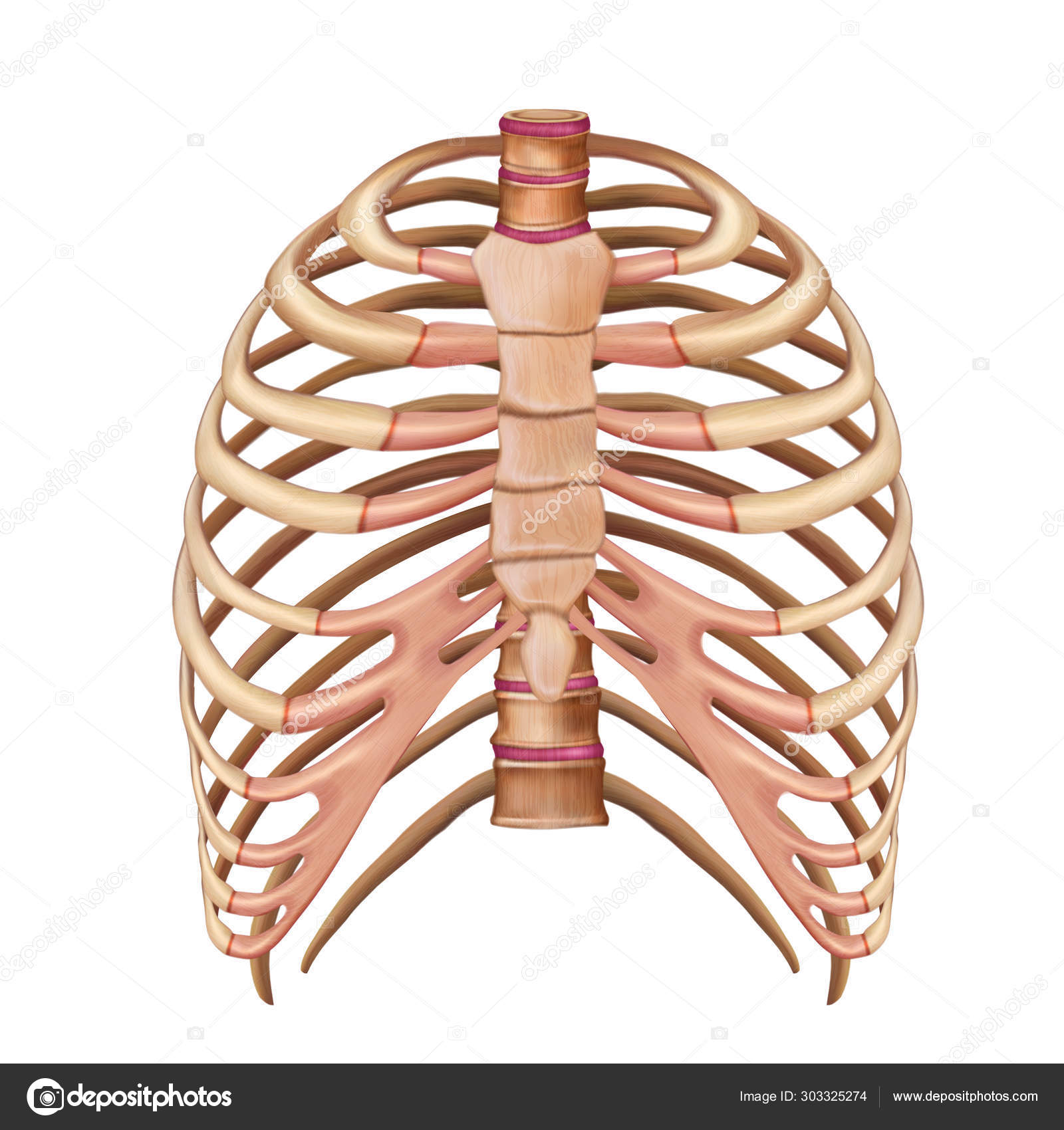 Bones of the human chest. Front view. Human anatomy. Medical science ...