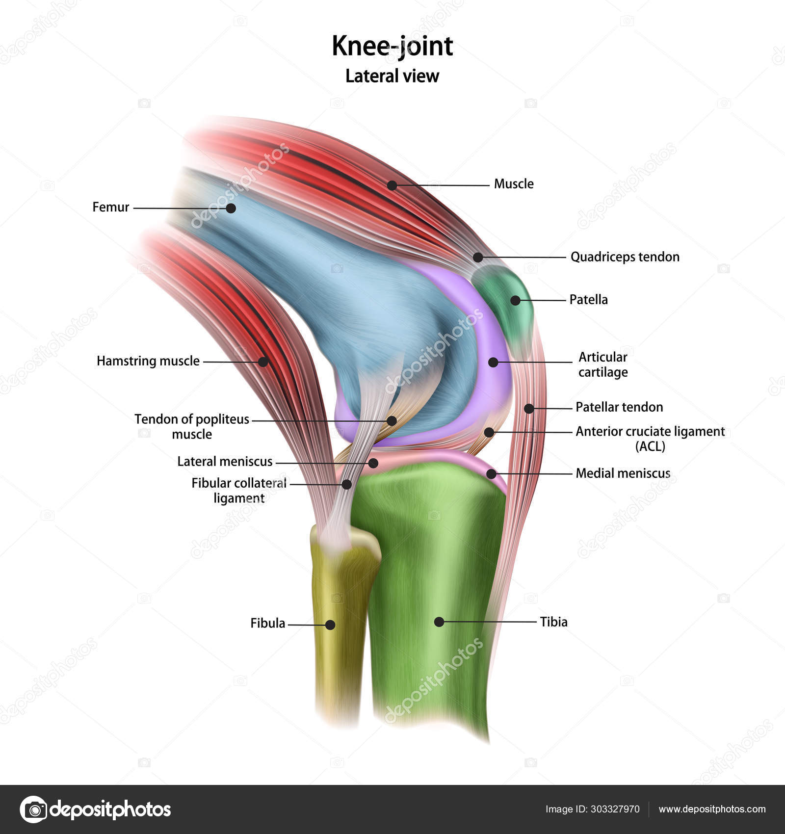 Ilustración De La Anatomía De La Rodilla Humana 8: Esquema De Los