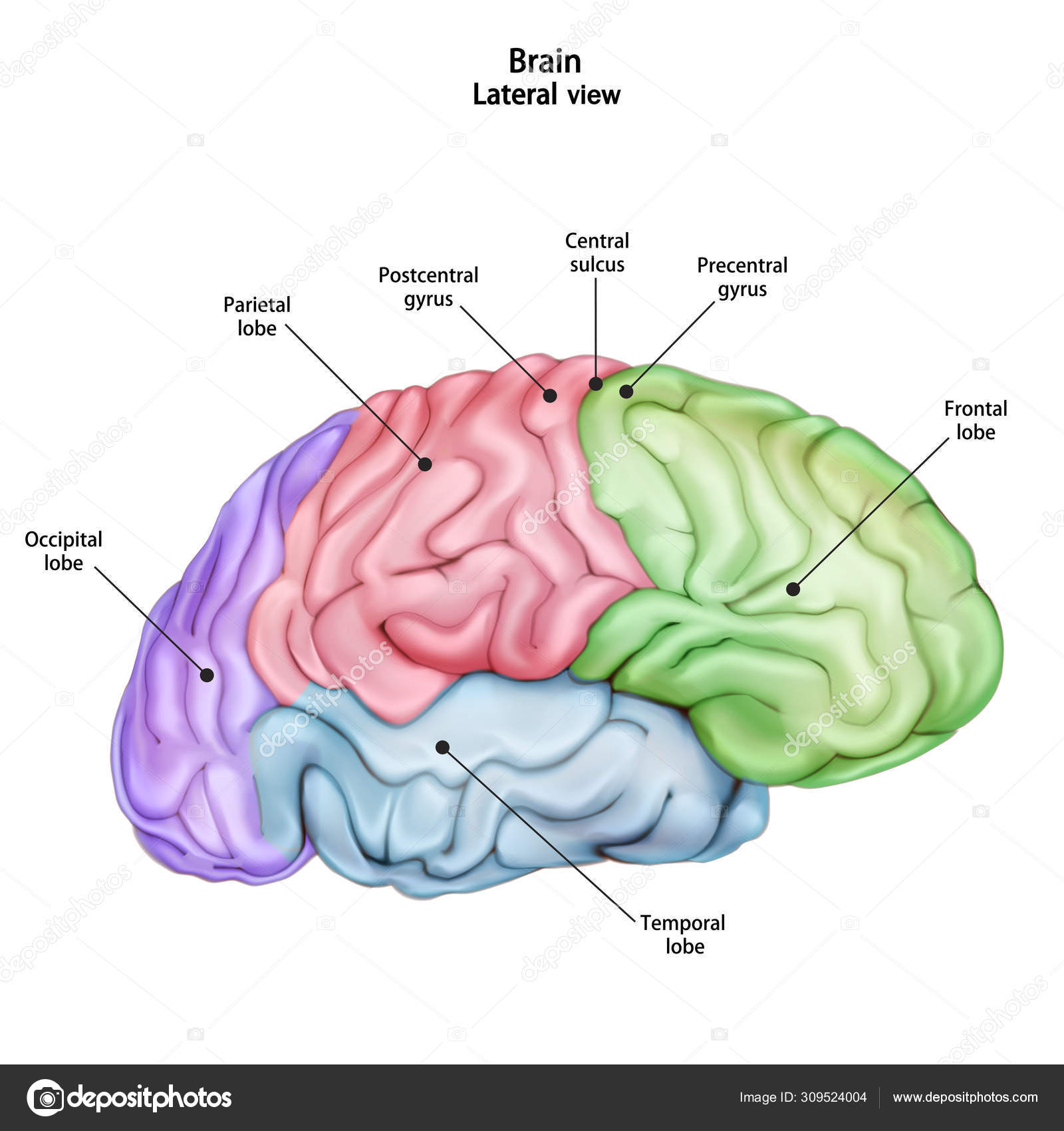 Nombres De Las Partes Del Cerebro Humano