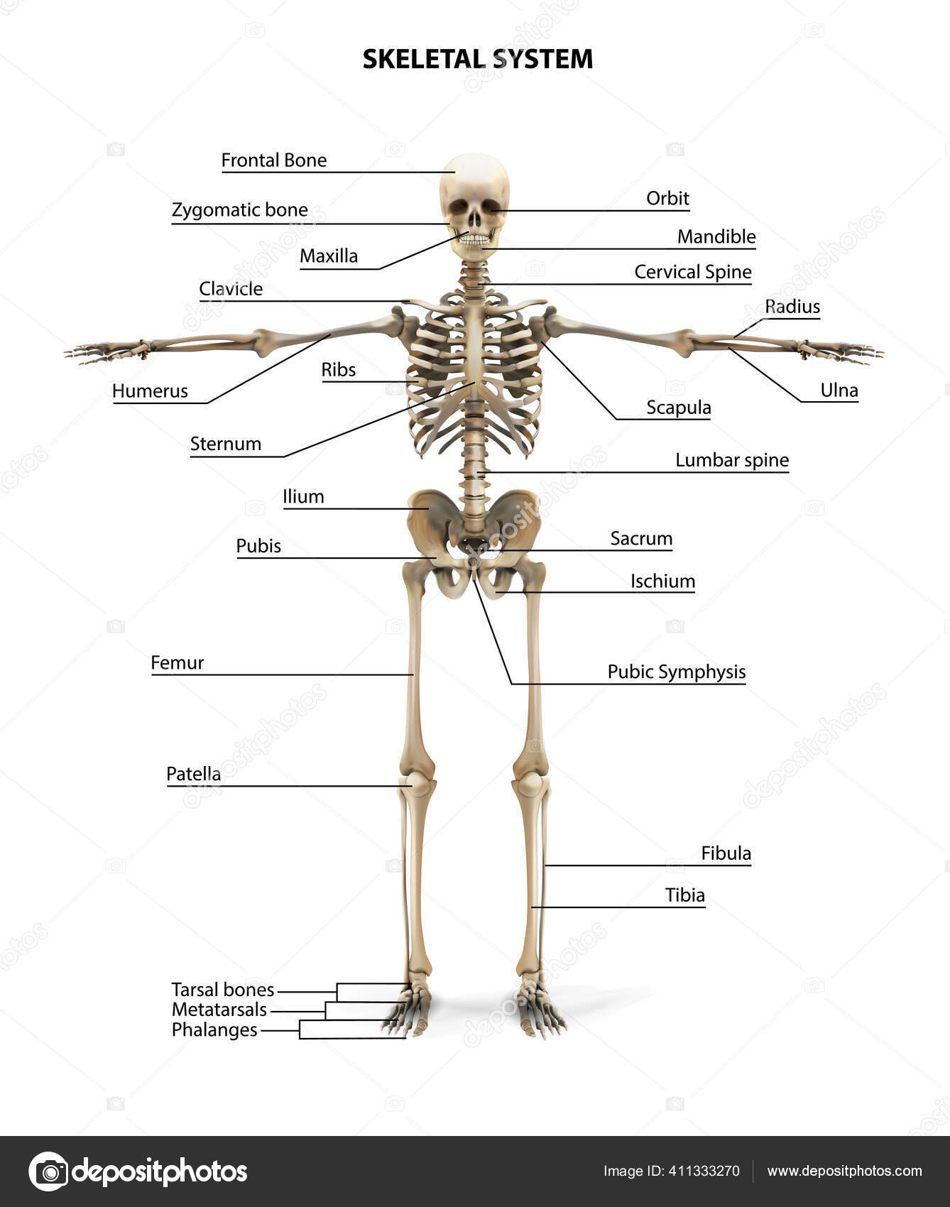 Human Skeleton Anatomy Ilustración Vectorial Vector de stock por ...