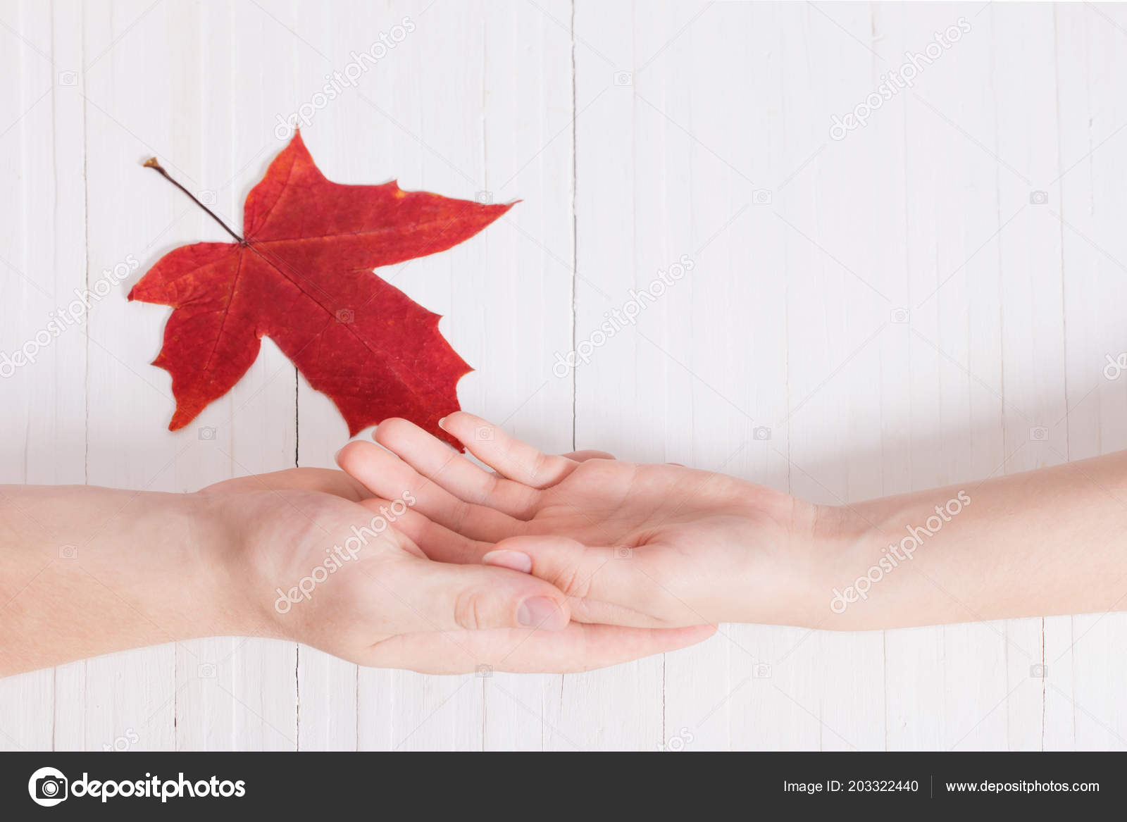 Two Hands Red Leaf White Wooden Background Stock Photo by ©Kruchenkova ...