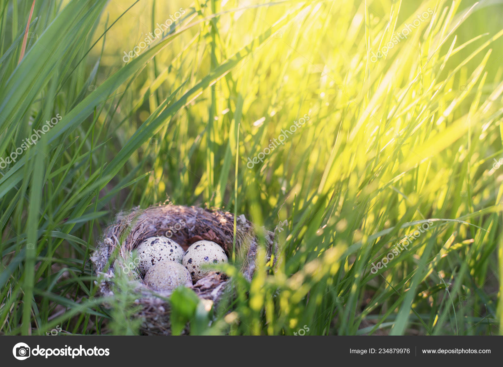 Eggs Nest Outdoor Stock Photo by ©Kruchenkova 234879976