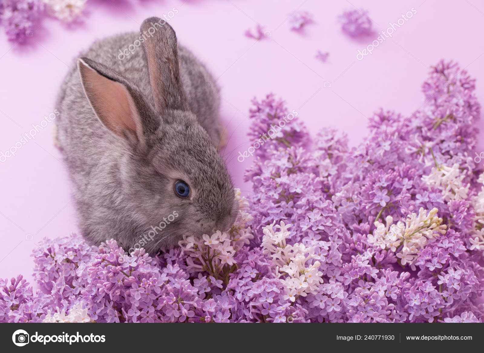 Bunny Lilac Flowers Pink Background Stock Photo by ©Kruchenkova 240771930
