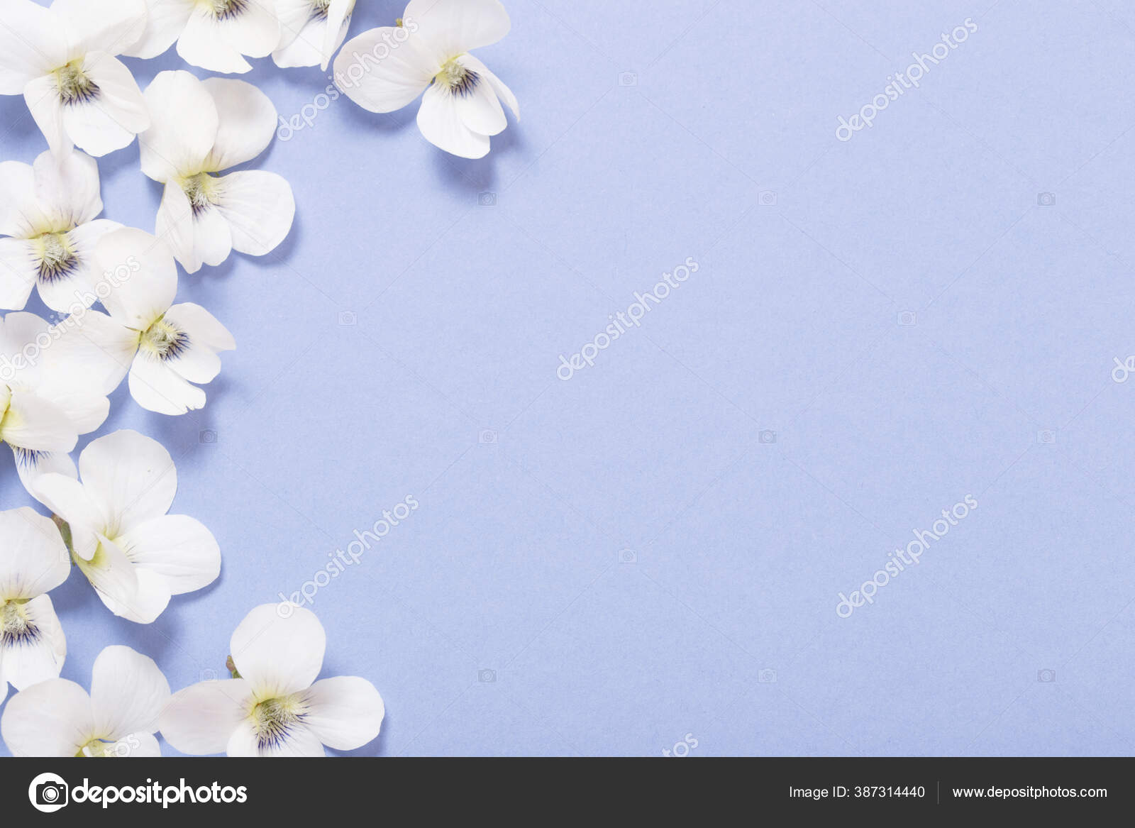 Viola Flowers Color Paper Background Stock Photo by ©Kruchenkova 387314440