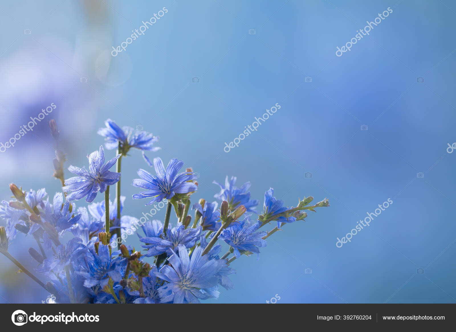Chicory Flowers Close Blue Background — Stock Photo © Kruchenkova ...