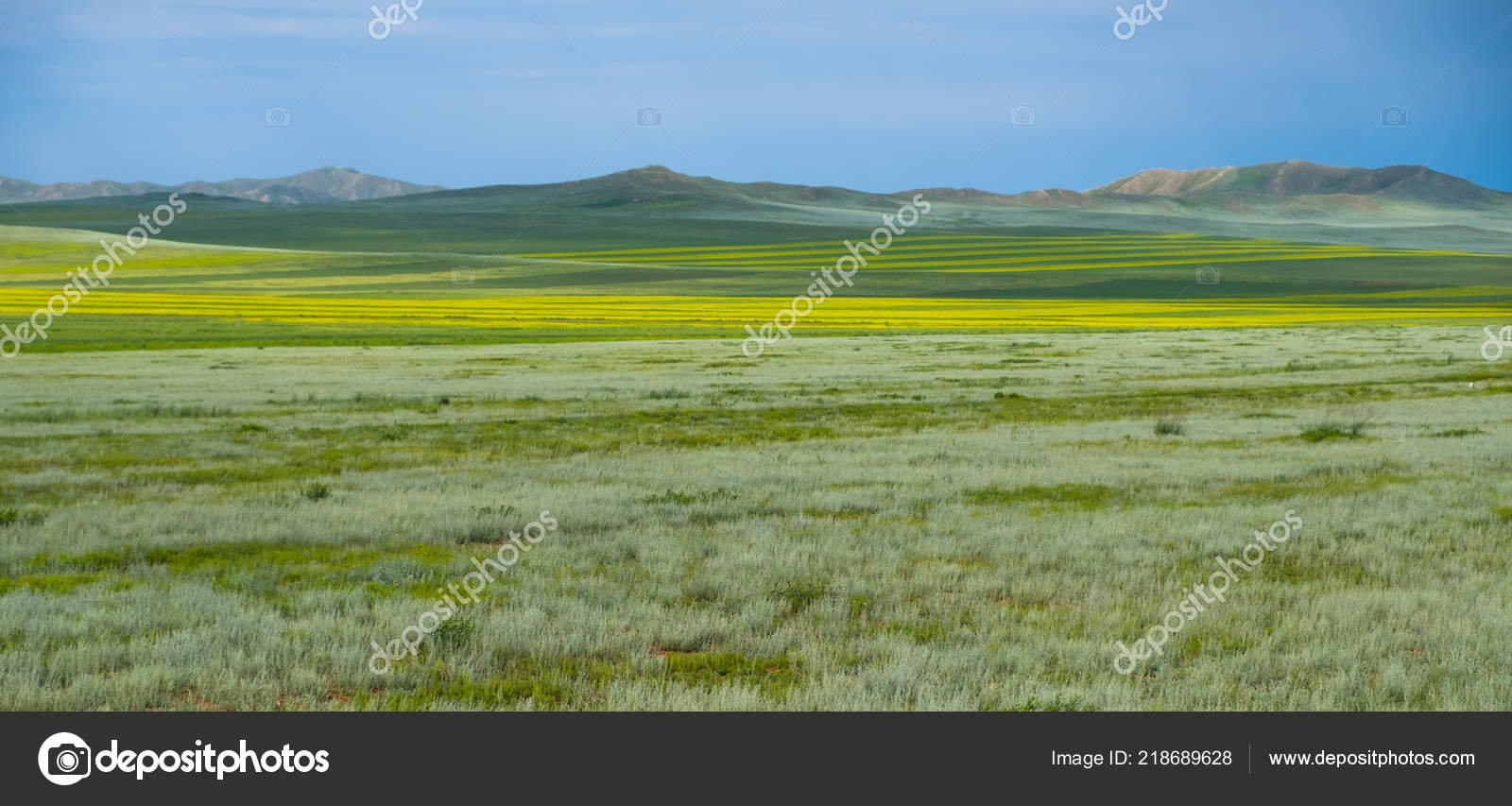 Mongolian Grass