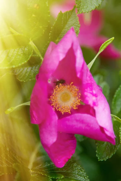 Wild rose, ramanas rose (Rosa rugosa rubra) - Stock Image - Everypixel