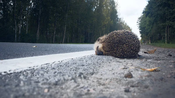 The unfortunate hedgehog is hit on the road by a car. — Stock Photo ...