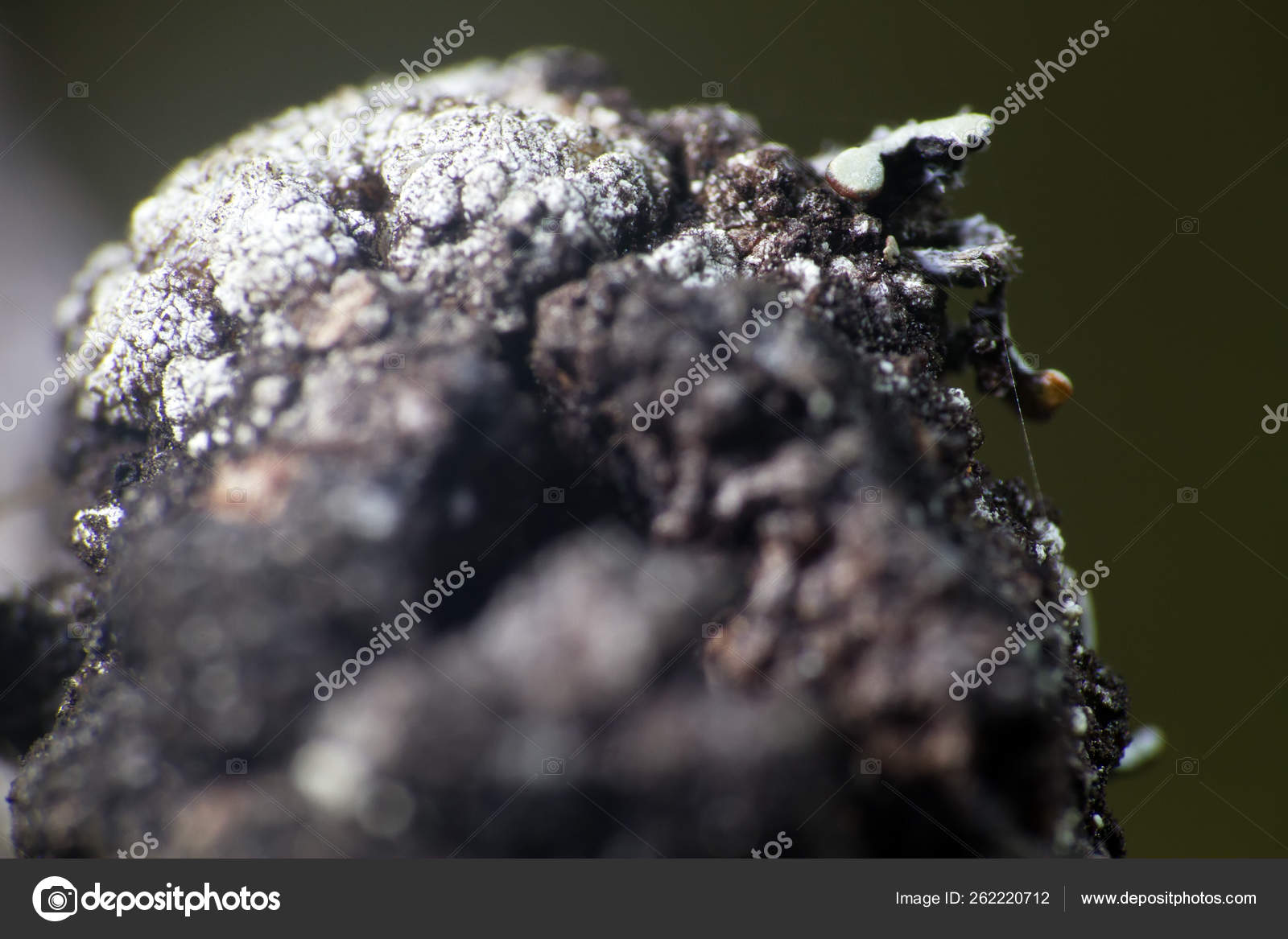 Crustaceous lichens — Stock Photo © max5128 #262220712