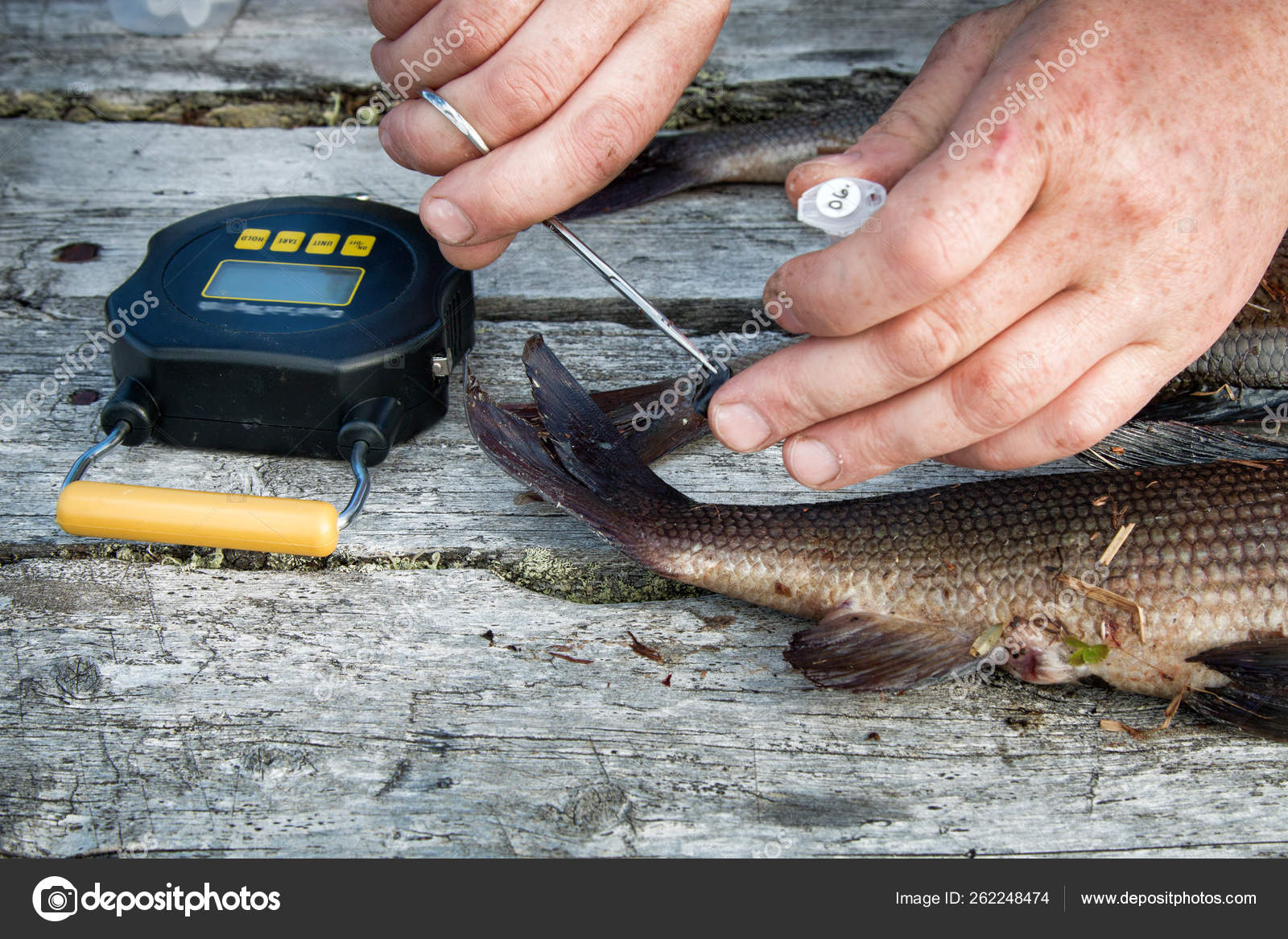 Ichthyological field studies — Stock Photo © max5128 #262248474