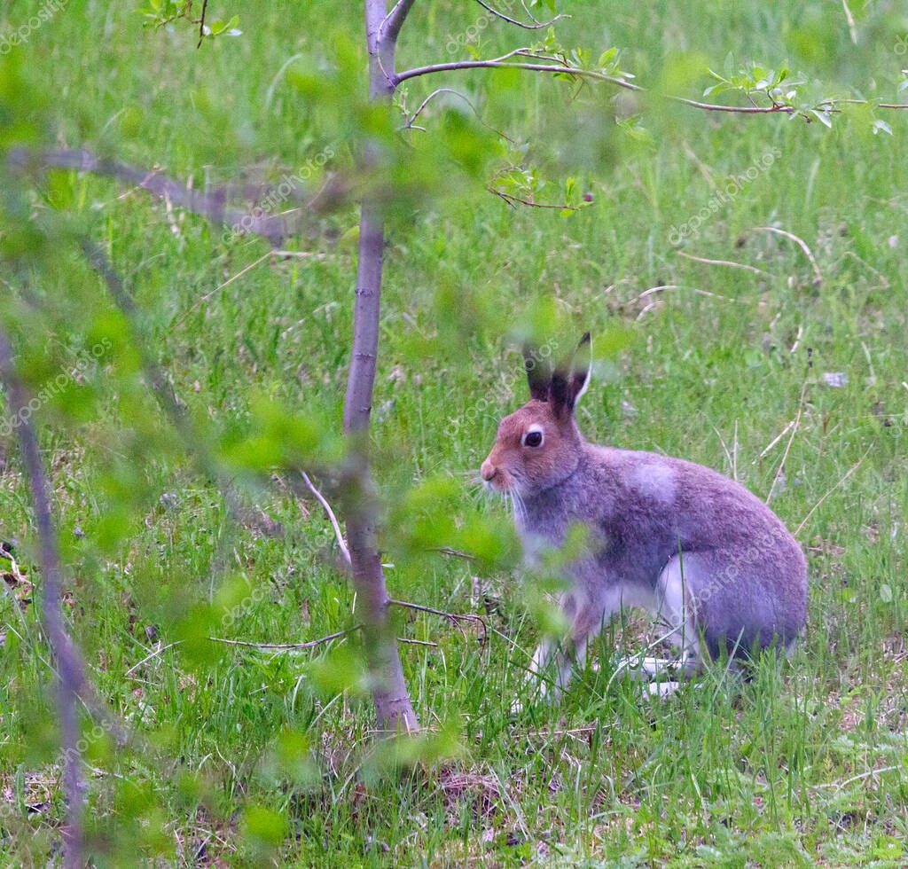 Liebre ártica (Lepus timidus) de Laponia. Color de transición del ...
