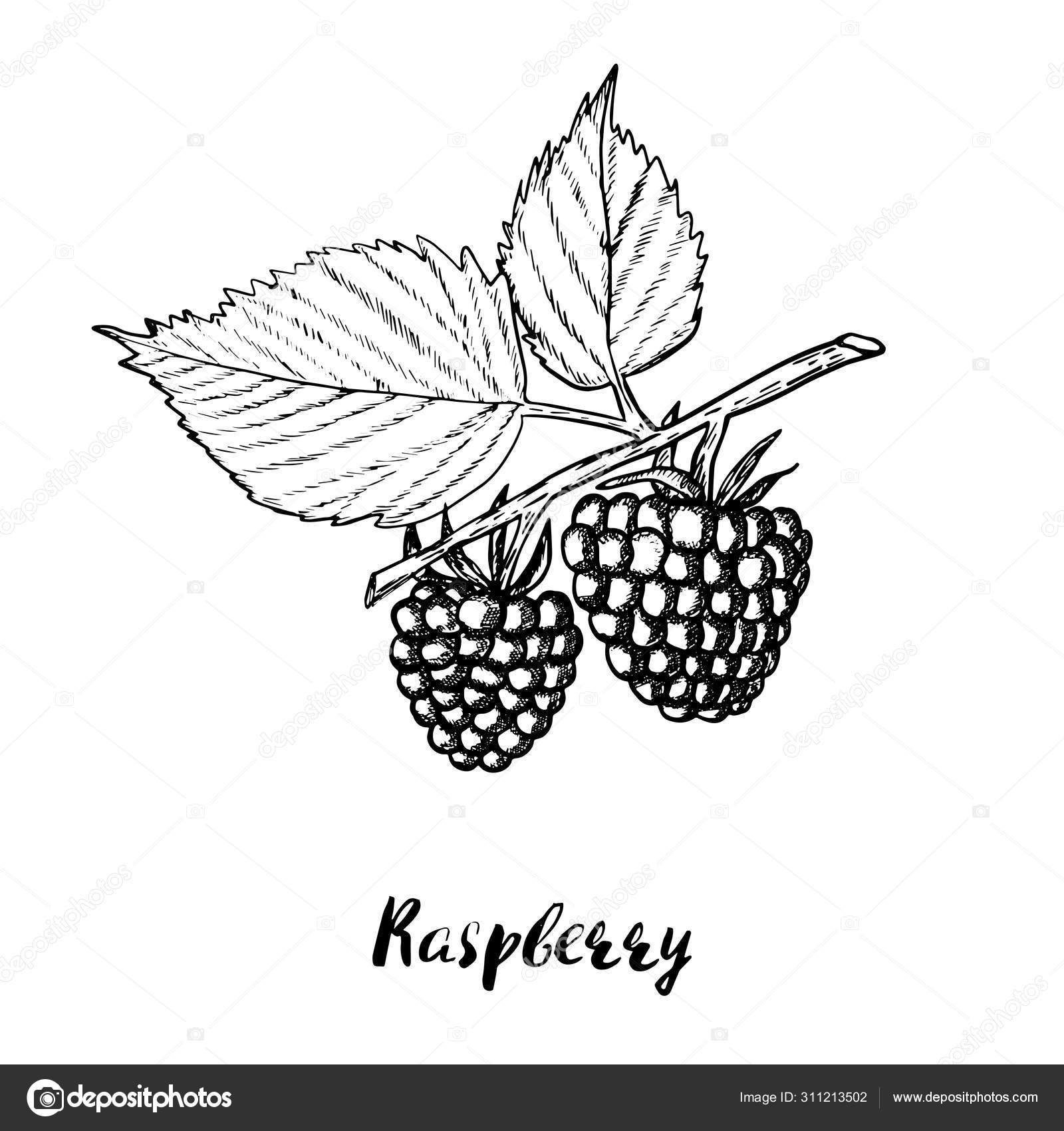 Hand drawn raspberry background. Retro sketch style vector eco food ...