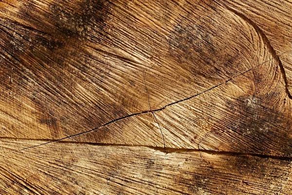 Wood under microscope Stock Photos, Royalty Free Wood under microscope ...