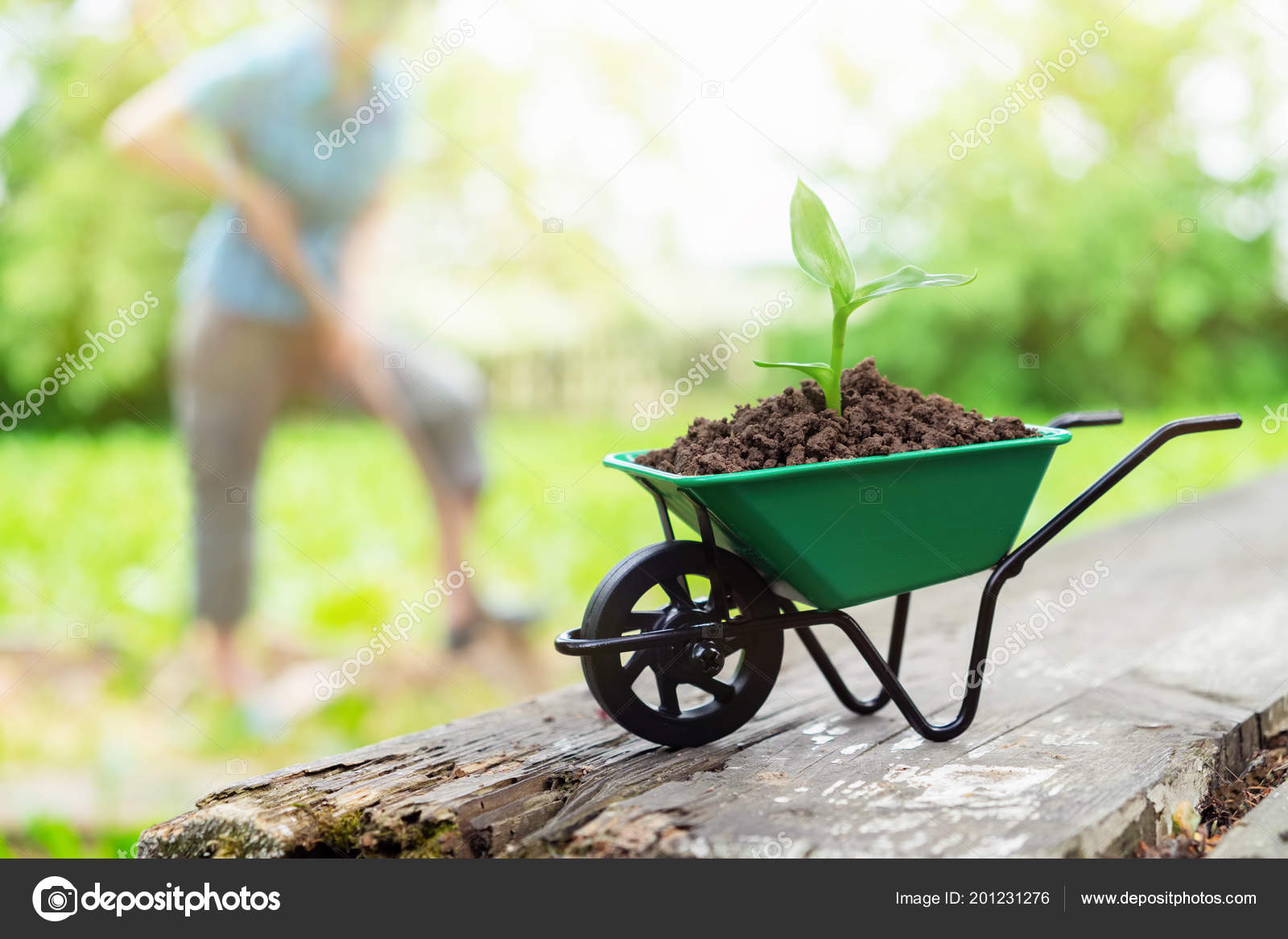 Small Wheelbarrow Growing Seedling Soil Woman Working Garden Background ...