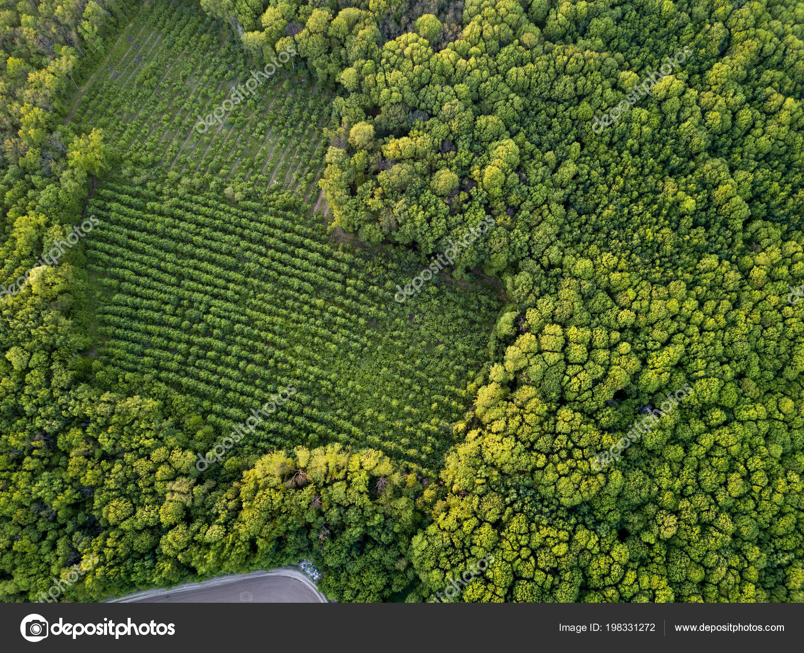 Aerial View Green Forest Integral Natural Ecological Environment ...