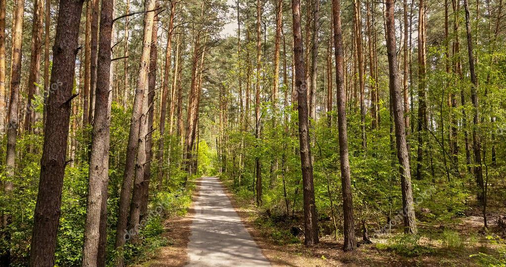 Maravilloso sendero de sendero en el parque para caminar en un día ...