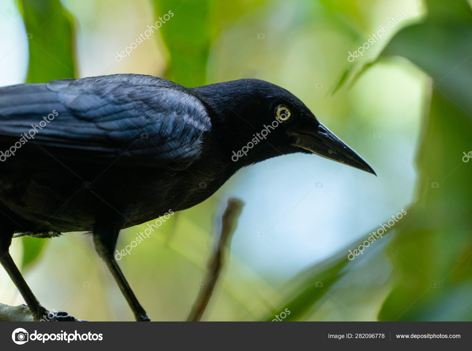 Greater Antillean Grackle