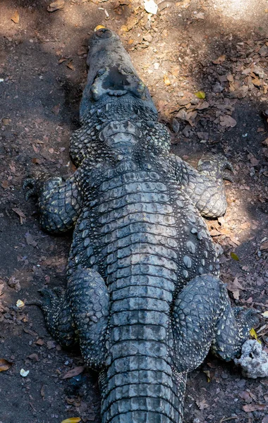 Alligator holding sign Stock Photos, Royalty Free Alligator holding ...
