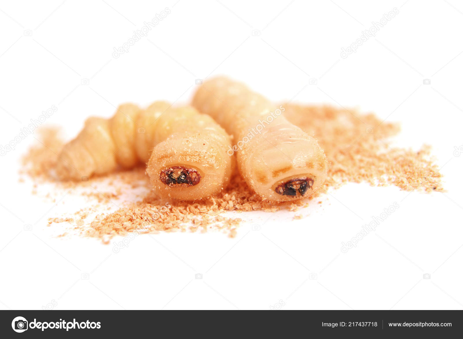 Larva Bark Beetle Scolytinae Larva Bark Beetles Legless Isolated White ...