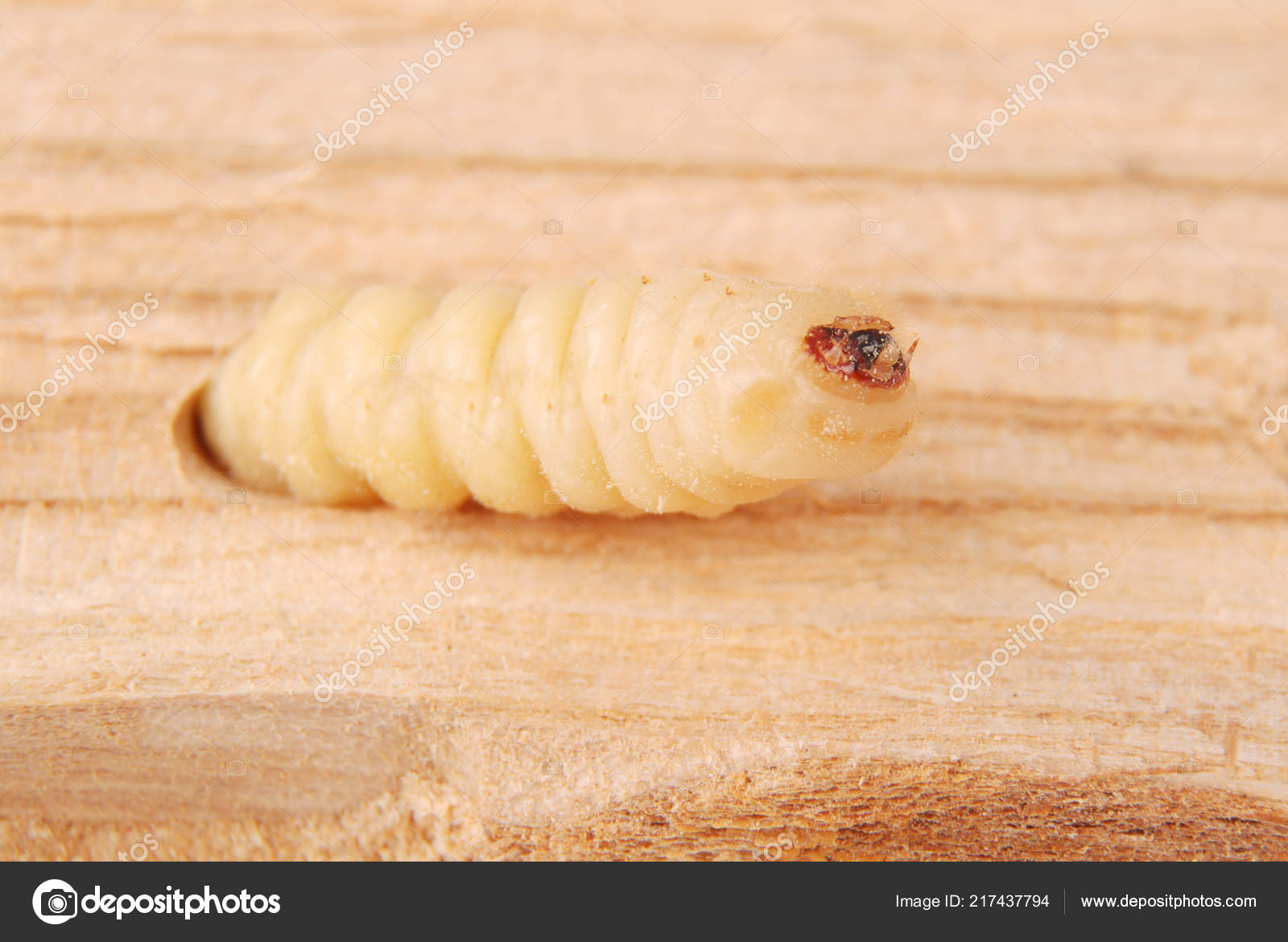 Larva Bark Beetle Scolytinae Larva Bark Beetles Legless His Burrow ...