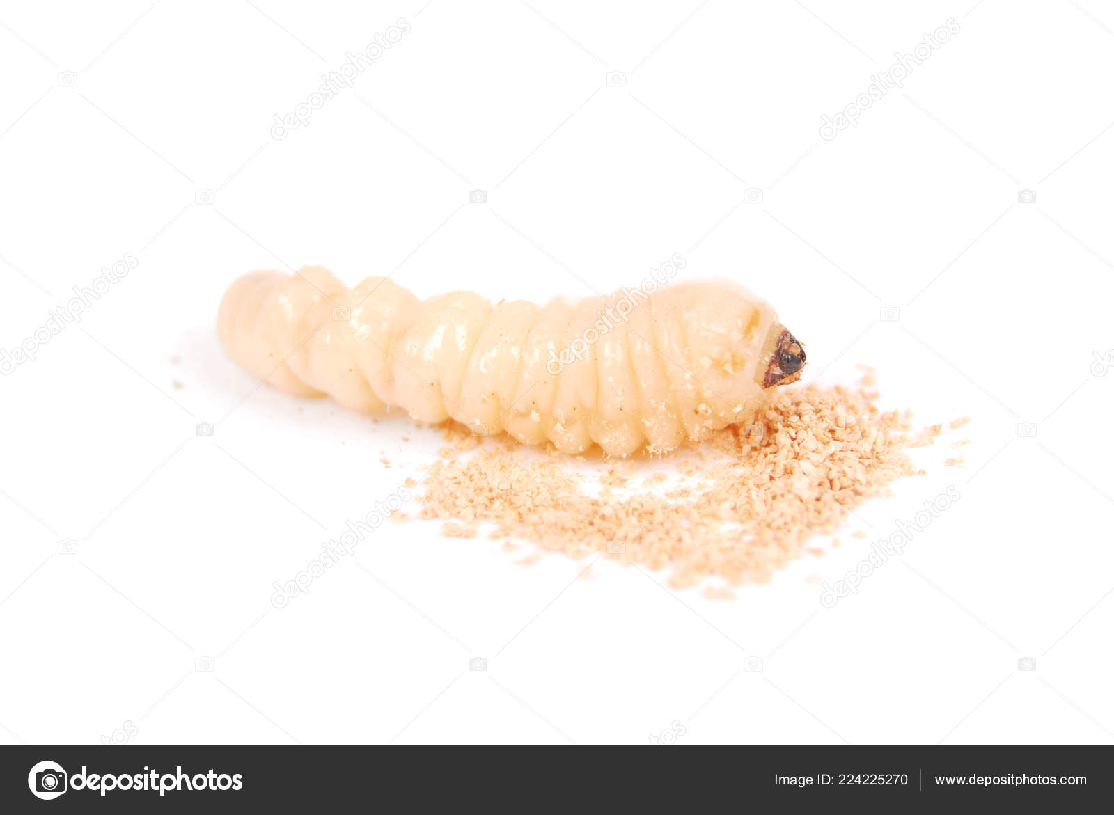 Larva Bark Beetle Scolytinae Larva Bark Beetles Legless Isolated White ...