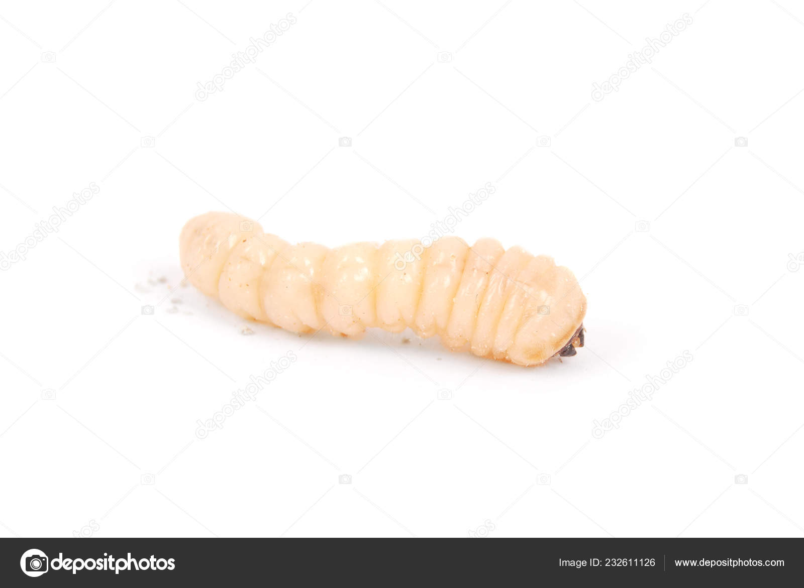 Wood Boring Beetles Larvae | ppgbbe.intranet.biologia.ufrj.br