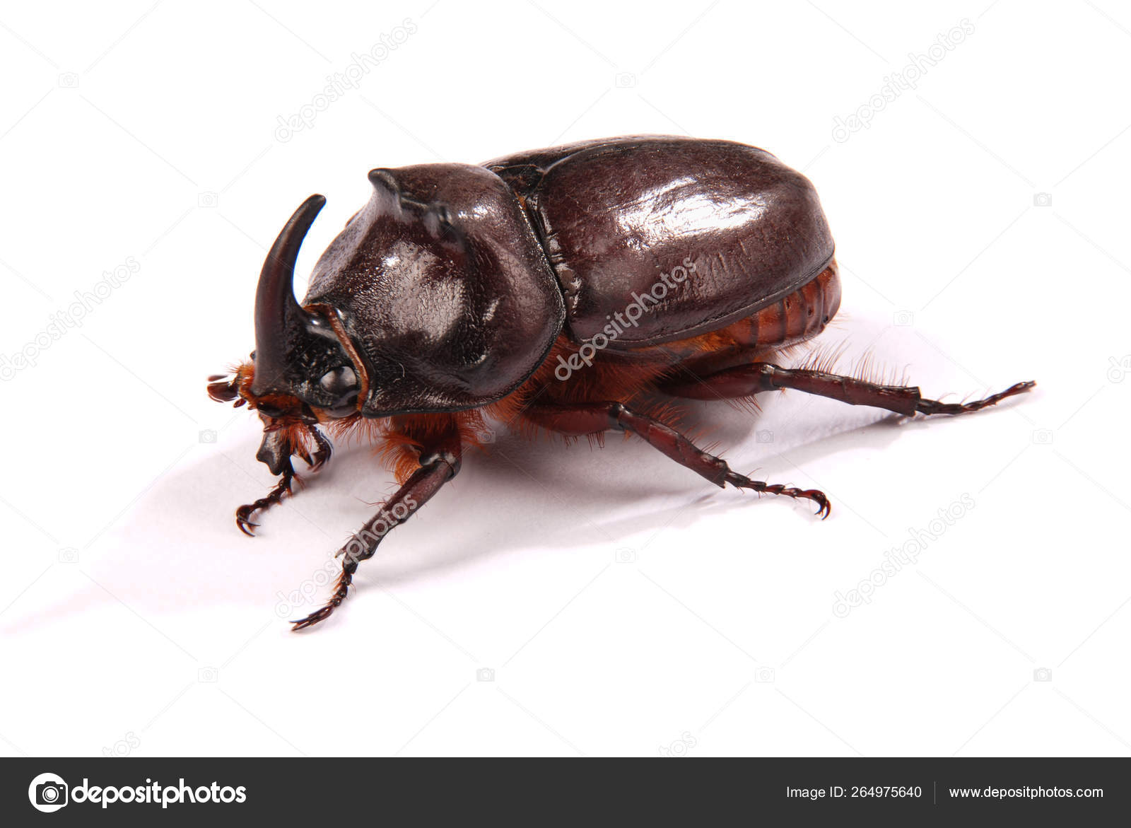 Rhinoceros beetle (Oryctes nasicornis) Stock Photo by ©akova777 264975640