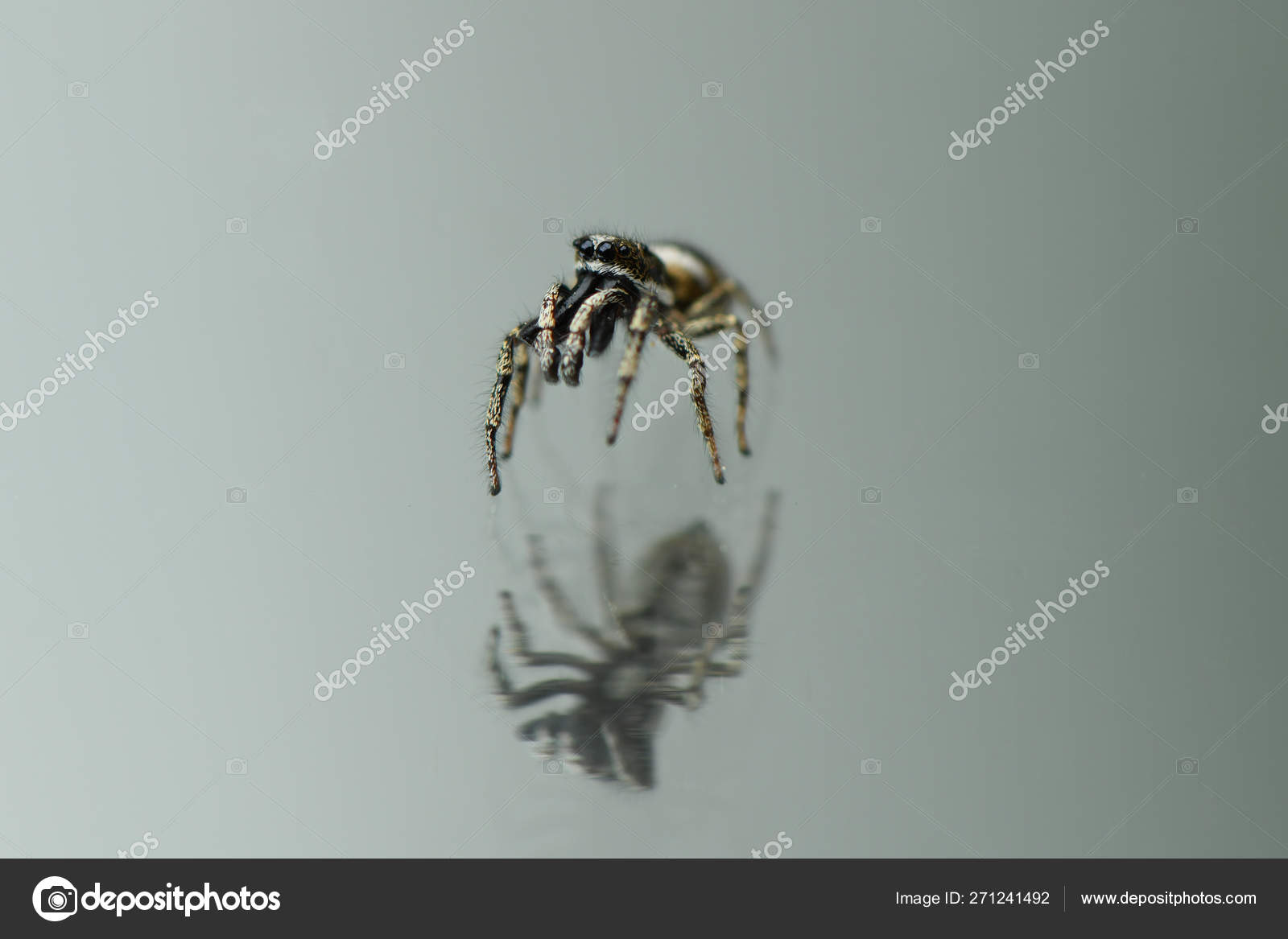 Jumping Spider (Salticus scenicus) on mirror background. Stock Photo by ...