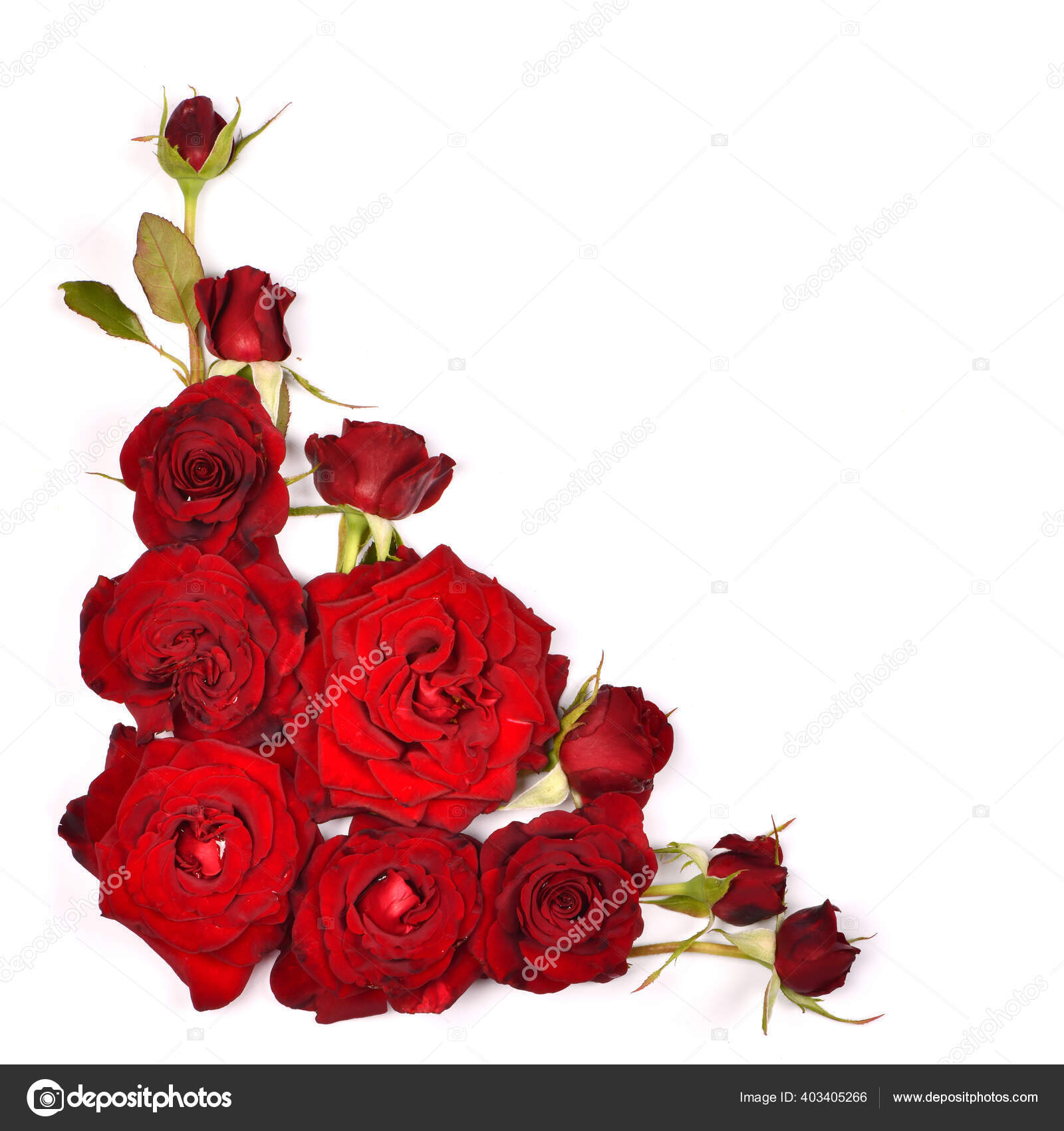 Photos De Belles Fleurs Rouges