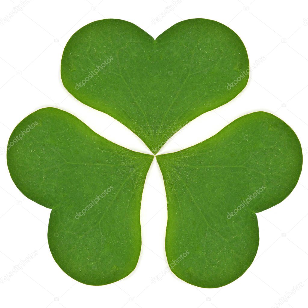 Hoja de trébol verde aislada sobre fondo blanco. Día de San Patricio ...
