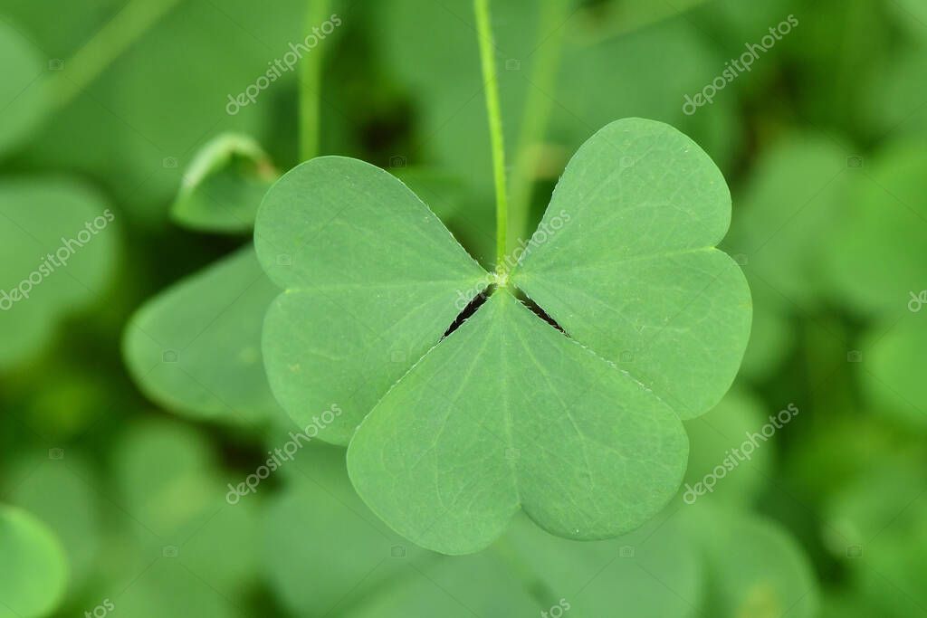 Hoja de trébol verde para fondo verde. Día de San Patricio vacaciones y ...