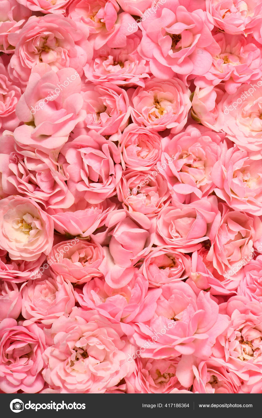 Beautiful Pink Rose Flowers Background High Resolution Photo Full Depth ...
