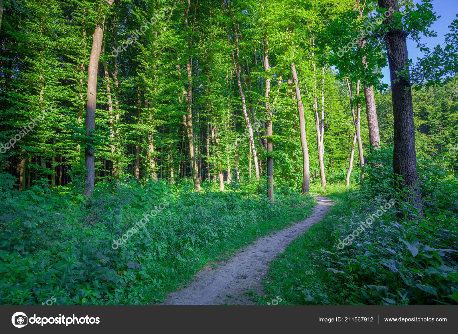 Beautiful Summer Forest Different Trees Morning — Stock Photo ...