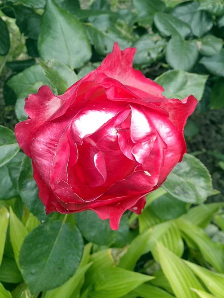 Shiny rose flower Stock Photos, Royalty Free Shiny rose flower Images ...