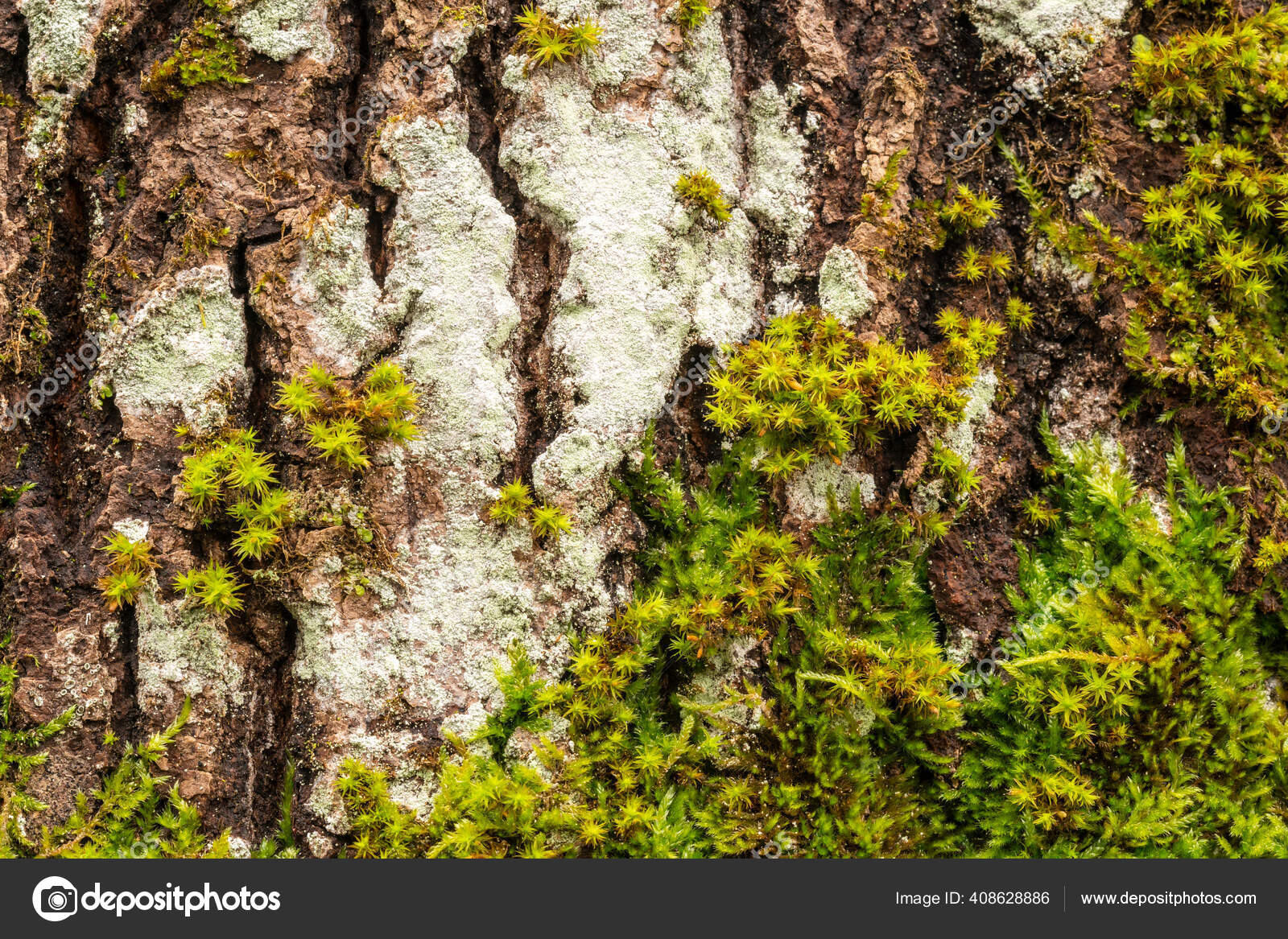 Moss On Tree Bark