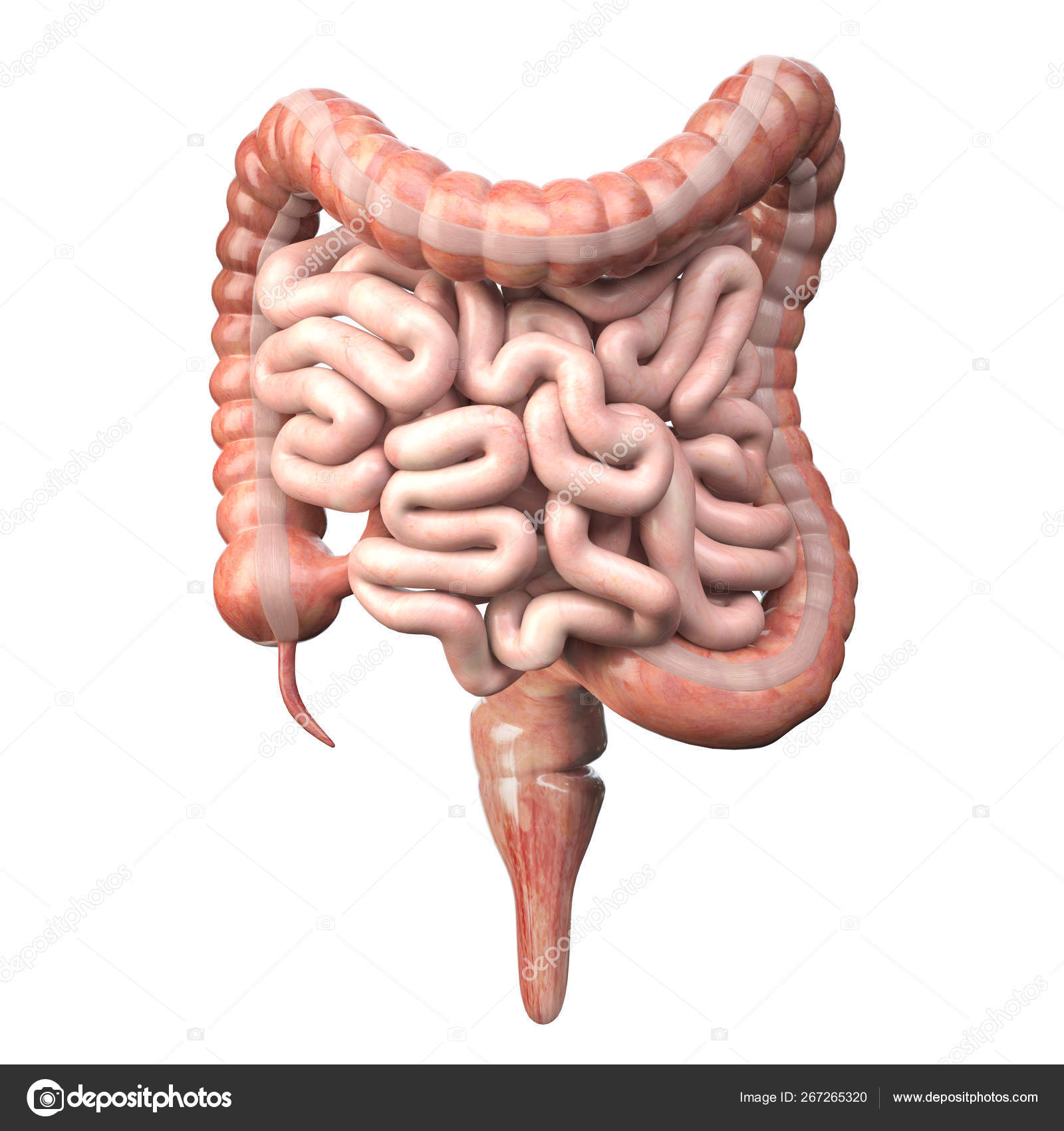 Large and small Intestineisolated on white. Human digestive syst ...