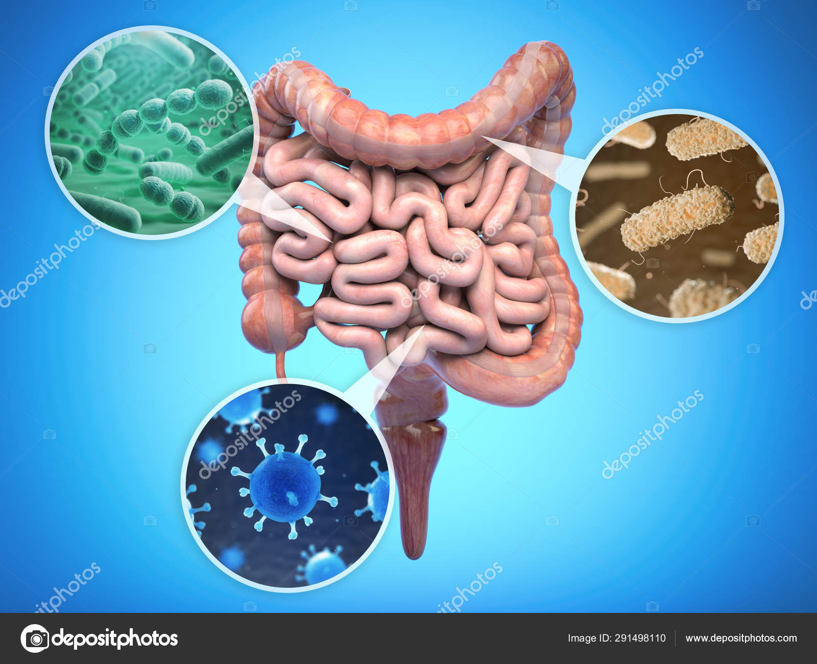 Bacteries of human intestine, Intestinal flora gut health concep Stock ...