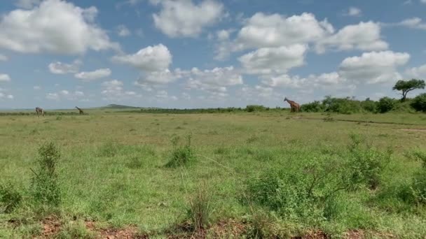 Vidéos pour Accouplement girafe, Accouplement girafe clips vidéo HD ...