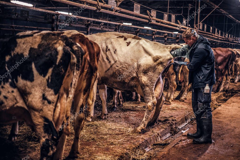 Un veterinario realiza el procedimiento de inseminación artificial de ...