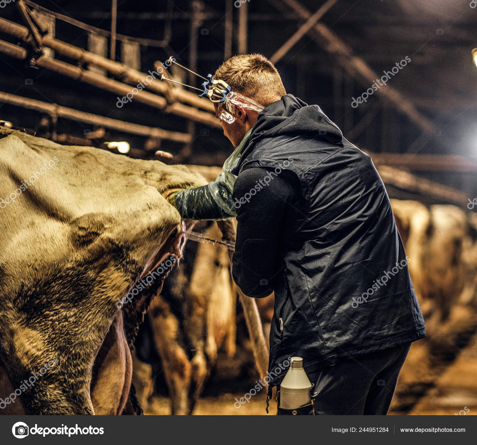 A veterinarian makes the procedure of artificial insemination of a cow ...
