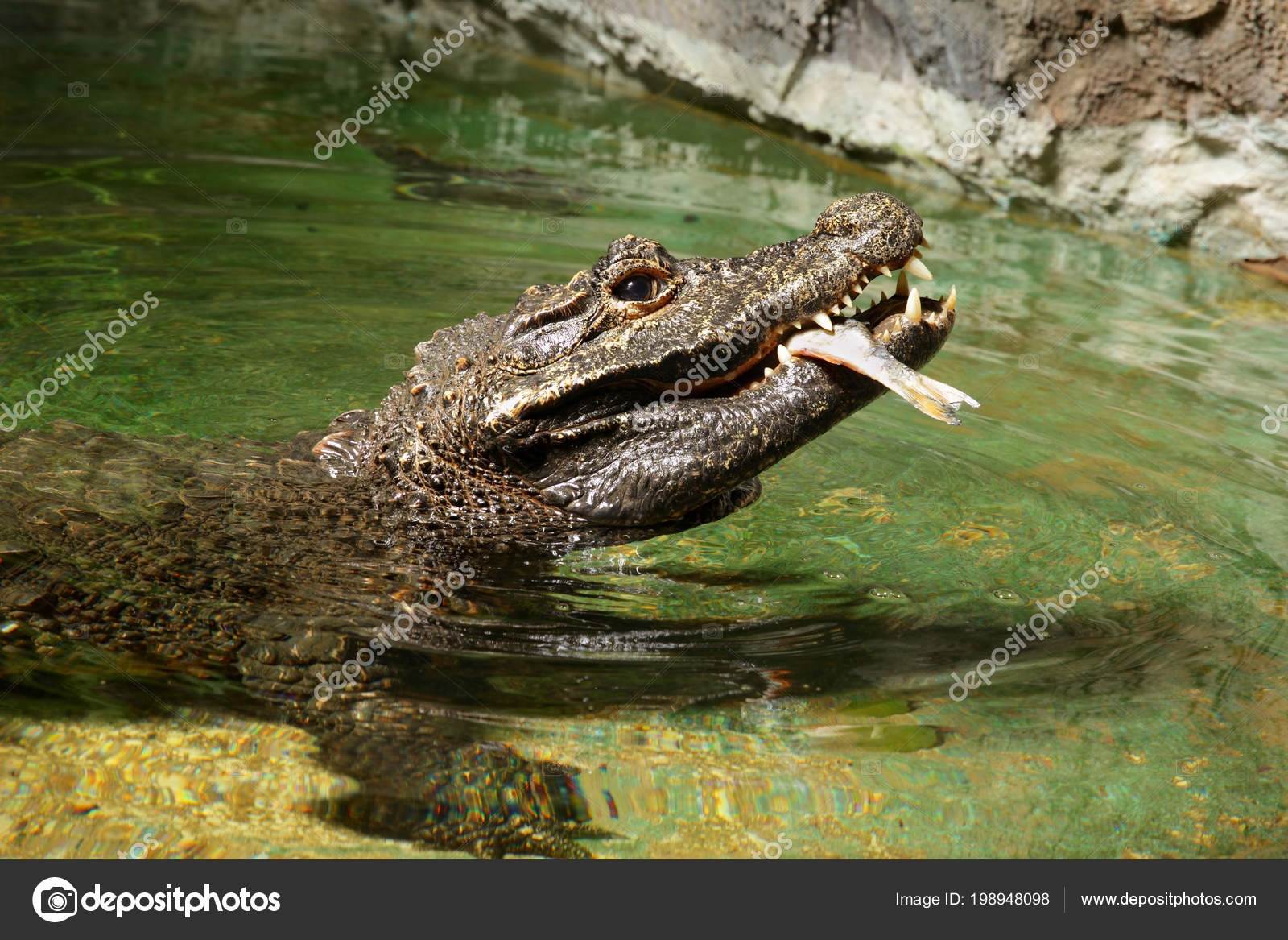 Crocodiles Eating Fish