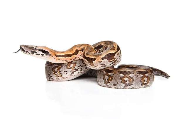 ᐈ Pet snake stock pictures, Royalty Free pet snake photos | download on ...