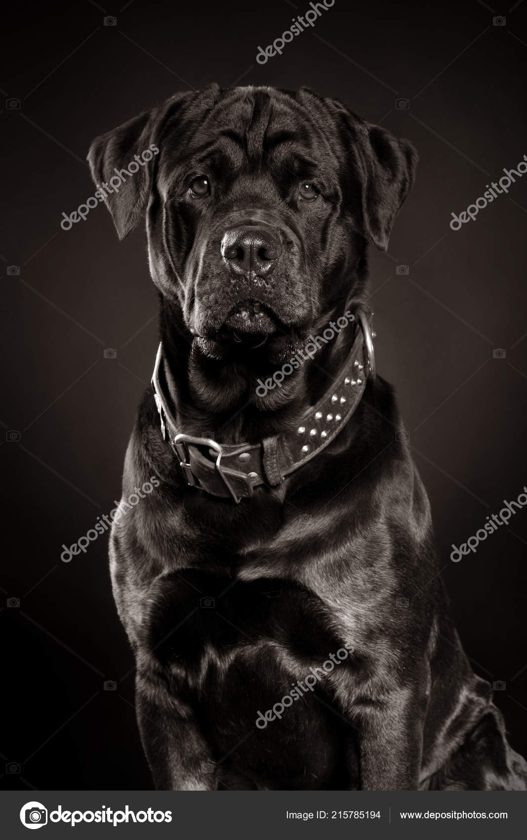 Albino Rottweiler Puppies