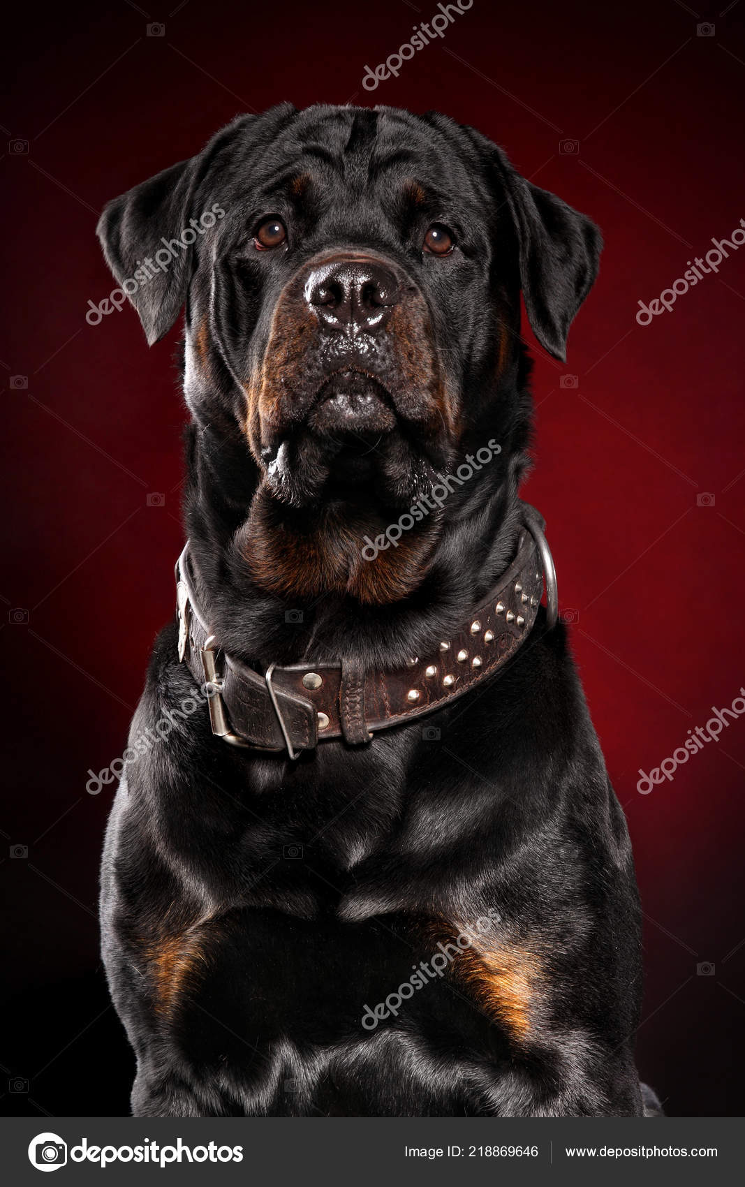 Red Rottweiler Puppies