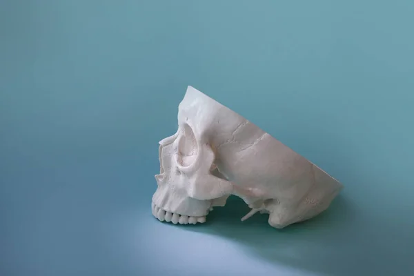 Human skull no jaw on clear blue background. Stock Photo by ©KrisCole ...