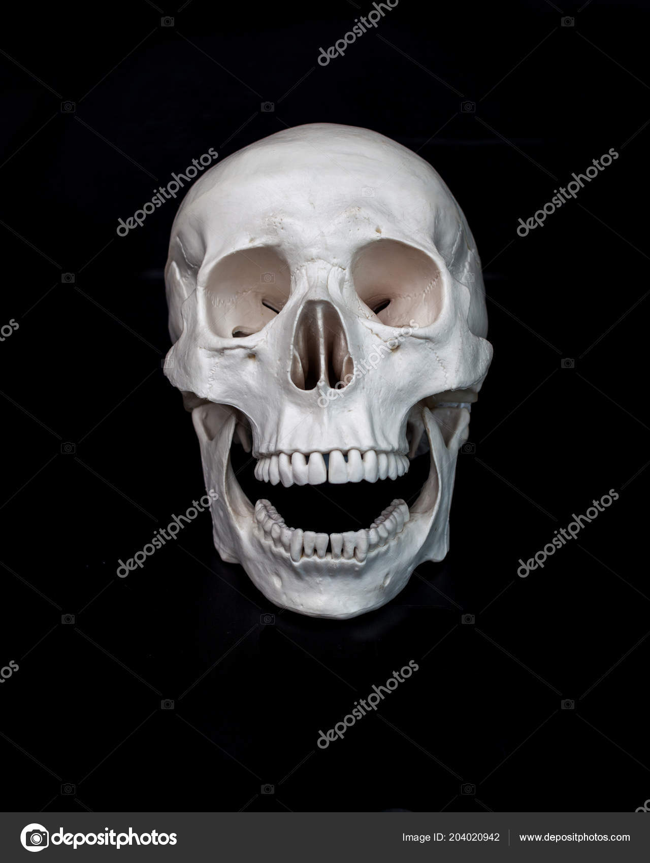 Human Skull Mouth Open