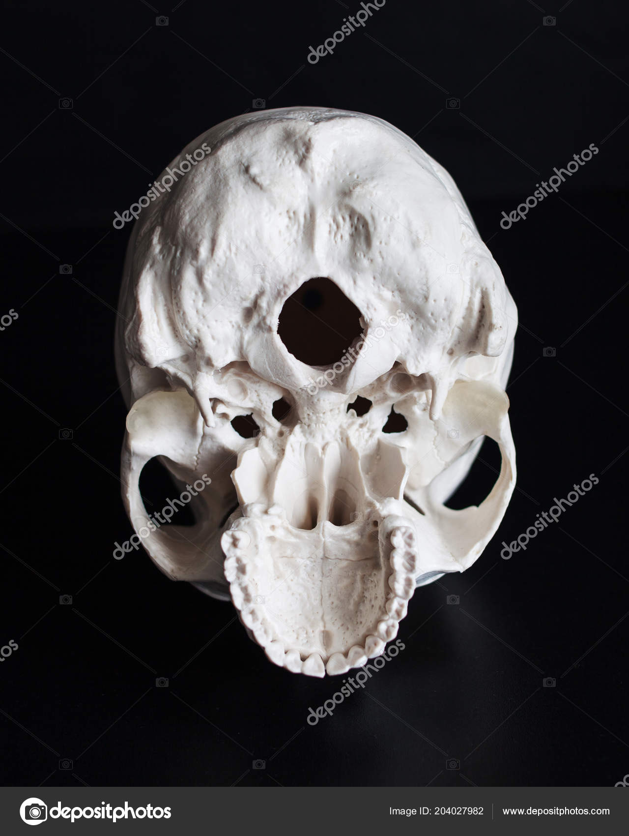 Skull. Human skull from the inside Stock Photo by ©KrisCole 204027982