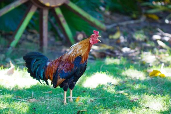 Cuban rooster Stock Photos, Royalty Free Cuban rooster Images ...