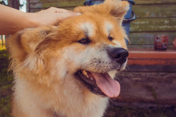 Akita Stock Photos, Royalty Free Akita Images | Depositphotos